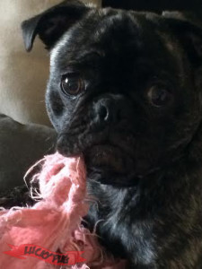 Frenchie Pug / Frug (Pug & French Bulldog Mix) - Frug Dog Breed Info ...