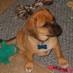 Puggle (Pug & Beagle Mix) - Puggles Dog Breed Info, Facts, Reviews ...