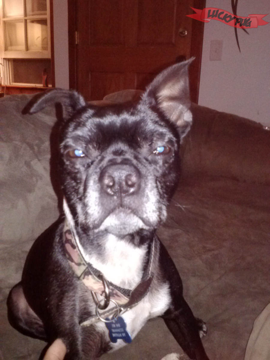 Bugg (Pug & Boston Terrier Mix) - Bugg Dog Breed Info, Facts, Reviews ...