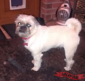 Pug Zu (Pug & Shih Tzu Mix) - Pug-Zu Dog Breed Info, Facts, Reviews ...