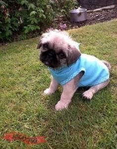 Pug Zu (Pug & Shih Tzu Mix) - Pug-Zu Dog Breed Info, Facts, Reviews ...