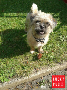 Pug Zu (Pug & Shih Tzu Mix) - Pug-Zu Dog Breed Info, Facts, Reviews ...