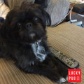 Pug Cross Shih Tzu - Pug Zu Hybrid Breed Information, Reviews & Pictures