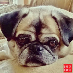 Puginese (Pug & Pekingese Mix) - Puginese Dog Breed Info, Facts ...