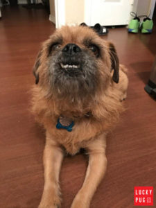 Brug (Pug & Brussels Griffon Mix) - Brug Dog Breed Info, Facts, Reviews ...
