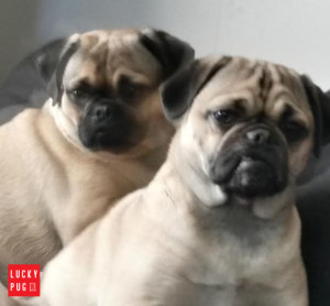 Muggin (Pug & Miniature Pinscher Mix) - Muggin Dog Breed Info, Facts ...