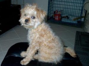 Poodle Cross Breeds | Lucky Pug