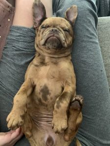 Brug (Pug & Brussels Griffon Mix) - Brug Dog Breed Info, Facts, Reviews ...
