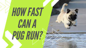 How Fast Can a Pug Run? - Unveiling the Zippy Secrets of Pug Speed ...